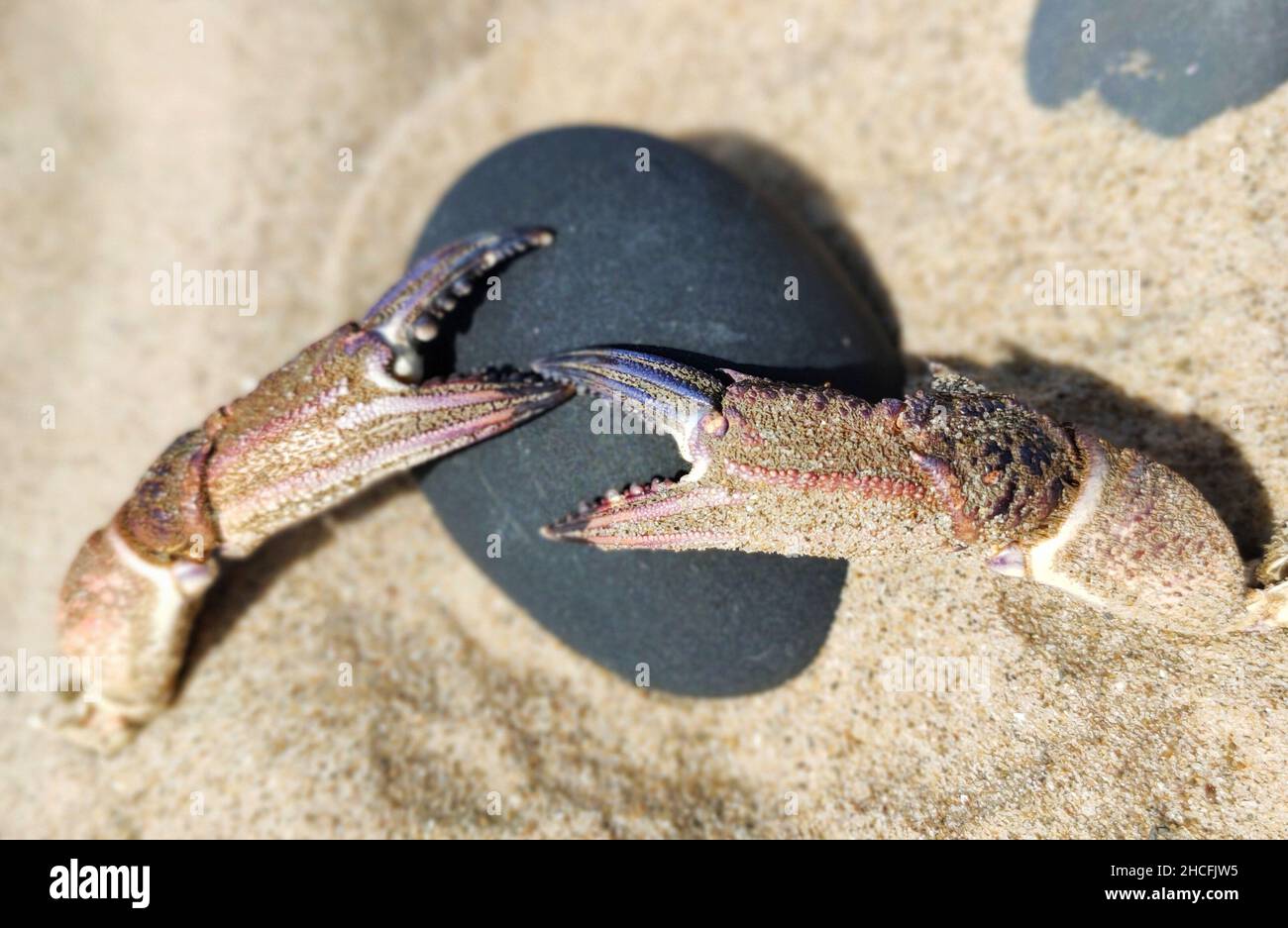 Fish with claws hi-res stock photography and images - Alamy