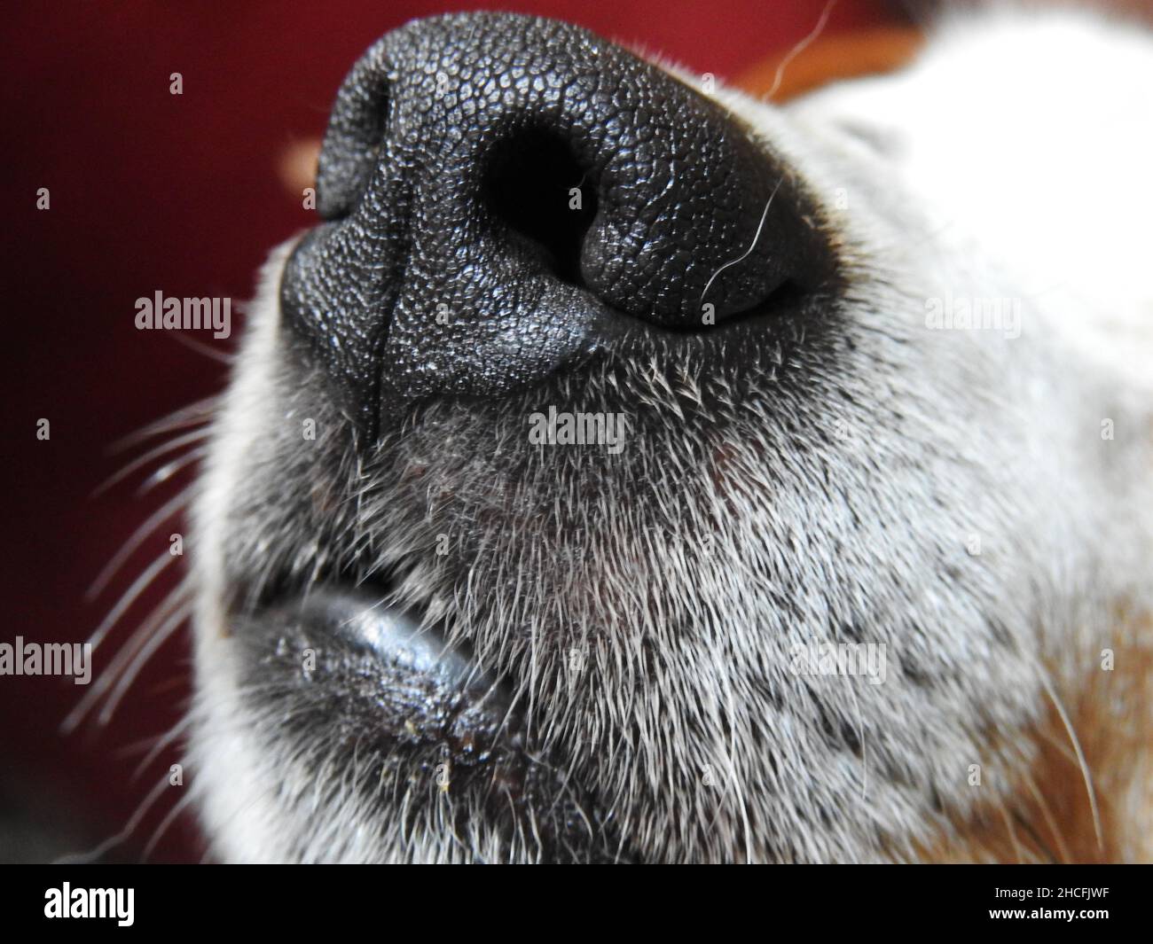 Dog whiskers close hi-res stock photography and images - Alamy