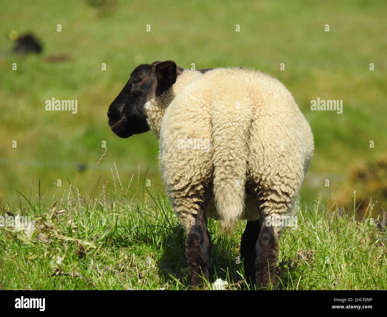 Smiley sheep hi-res stock photography and images - Alamy