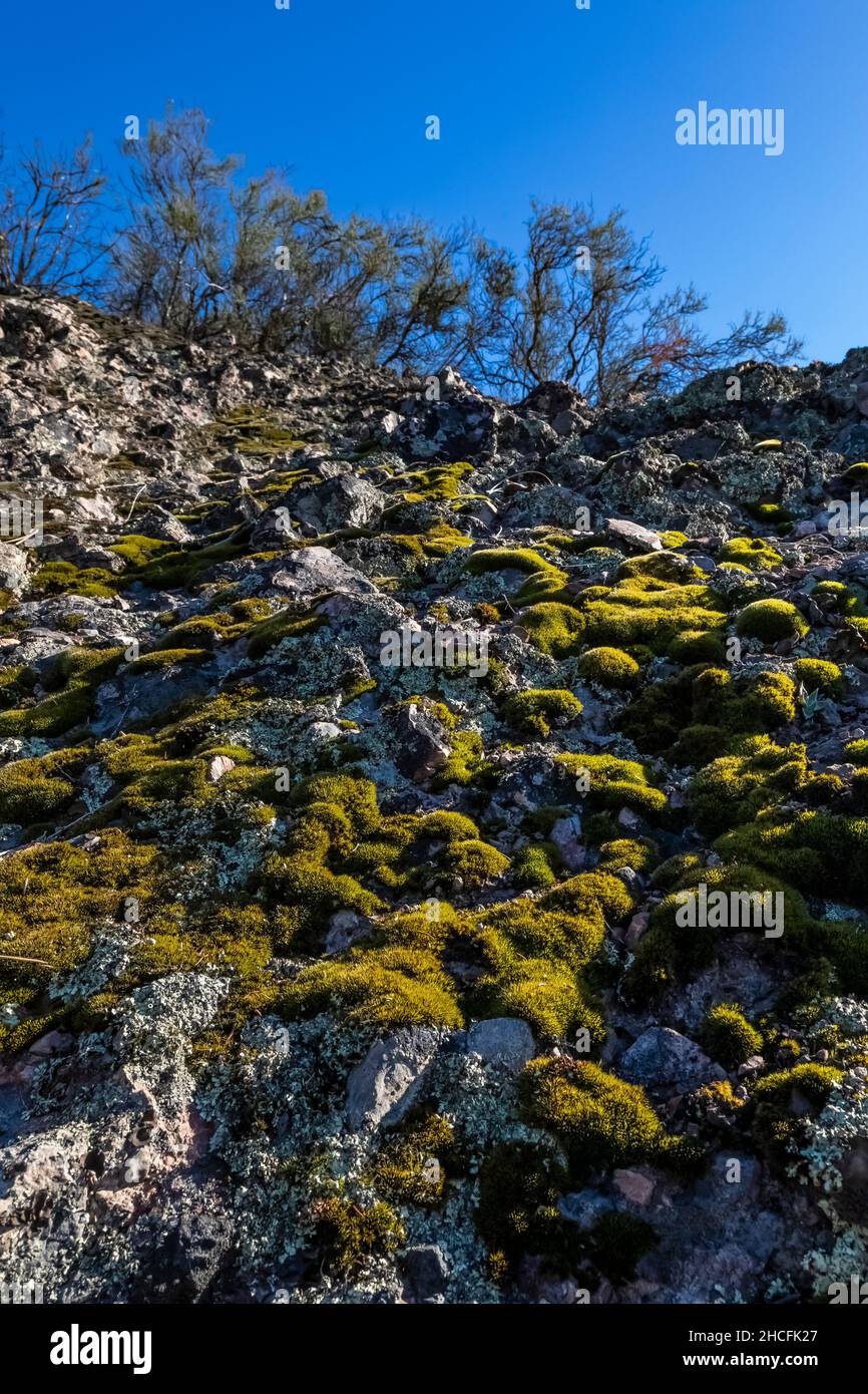 Mosses and lichens and Chamise in the High Peaks of Pinnacles National ...