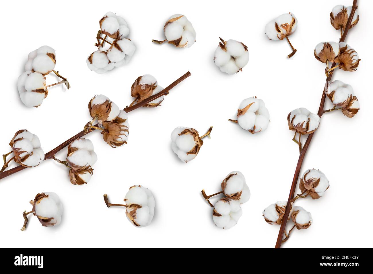 Cotton plant flower isolated on white background with full depth of ...