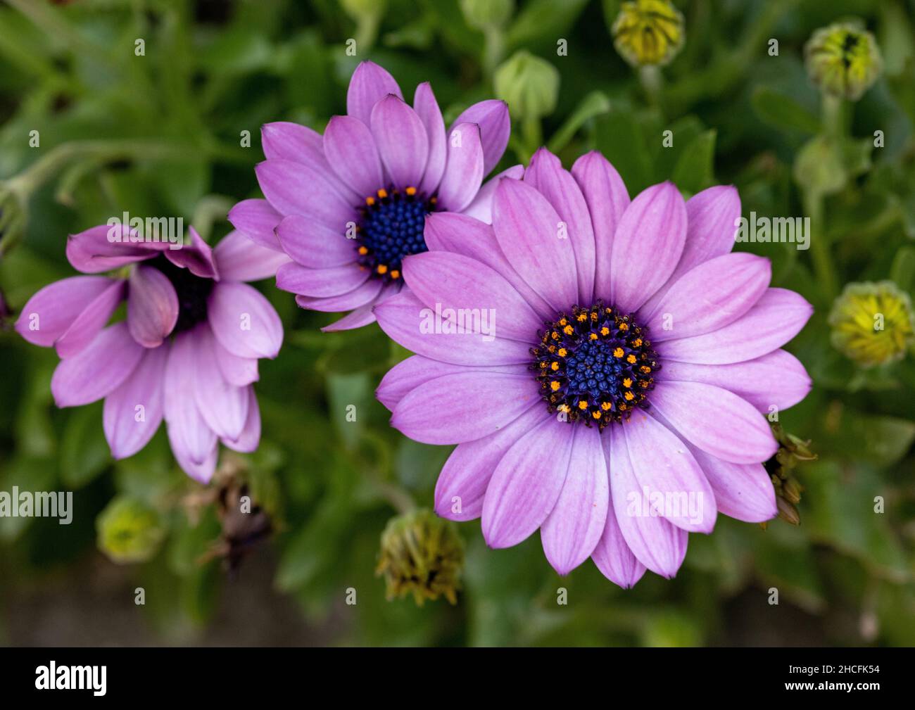 Purple african daisies hi-res stock photography and images - Alamy
