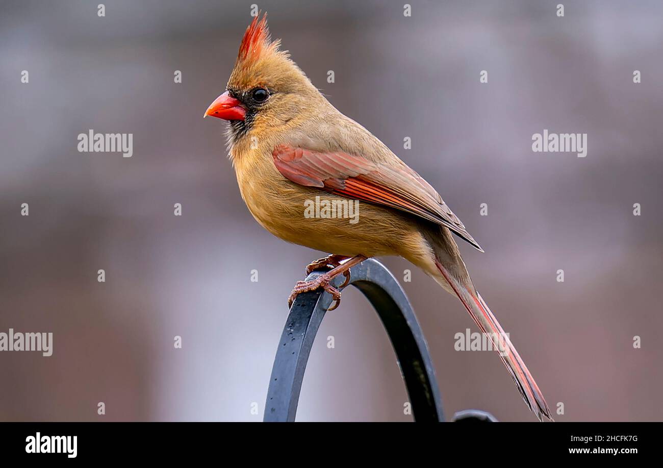 Male Northern Cardinal perches on a high perch Stock Photo - Alamy