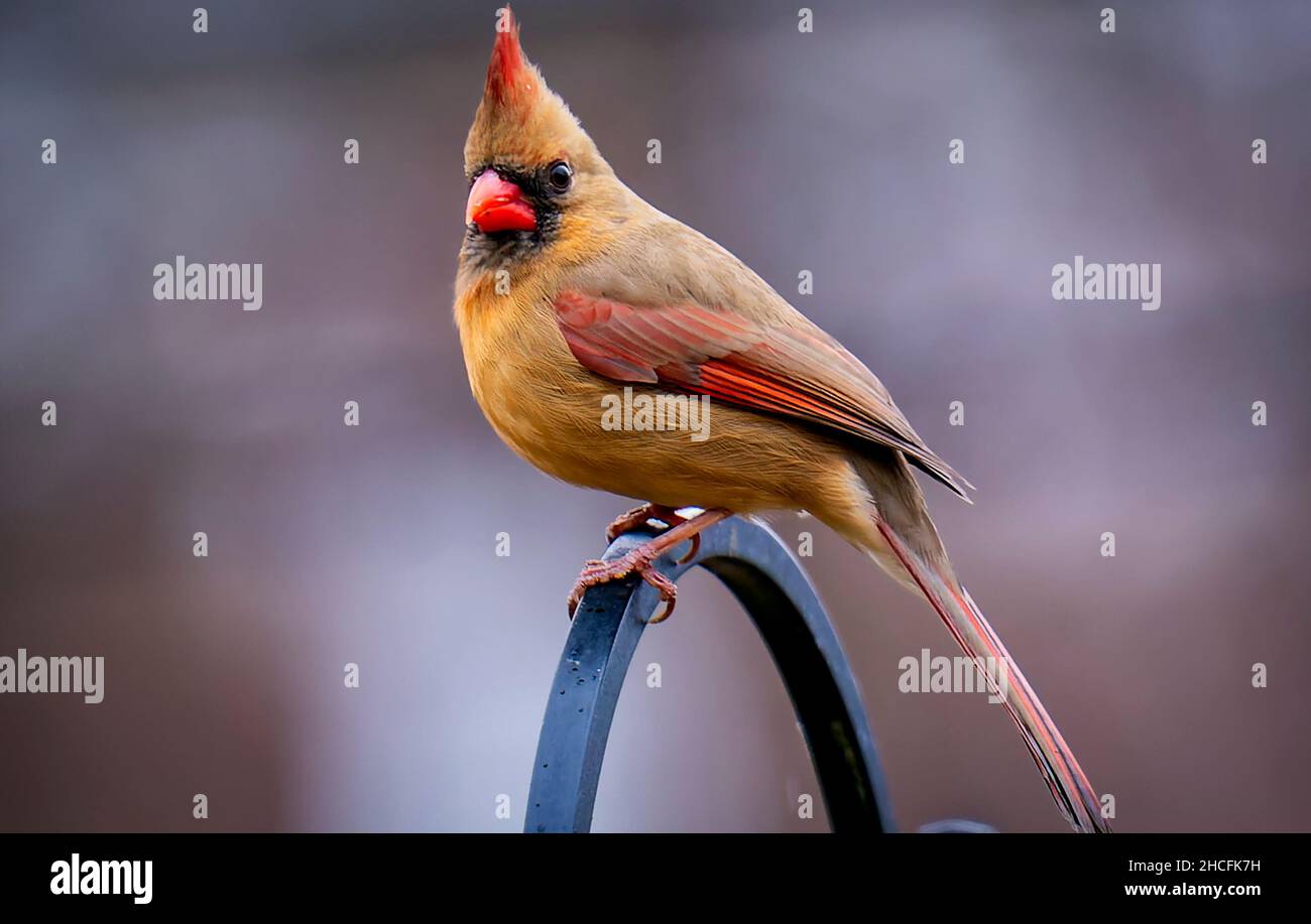 High perches hi-res stock photography and images - Alamy