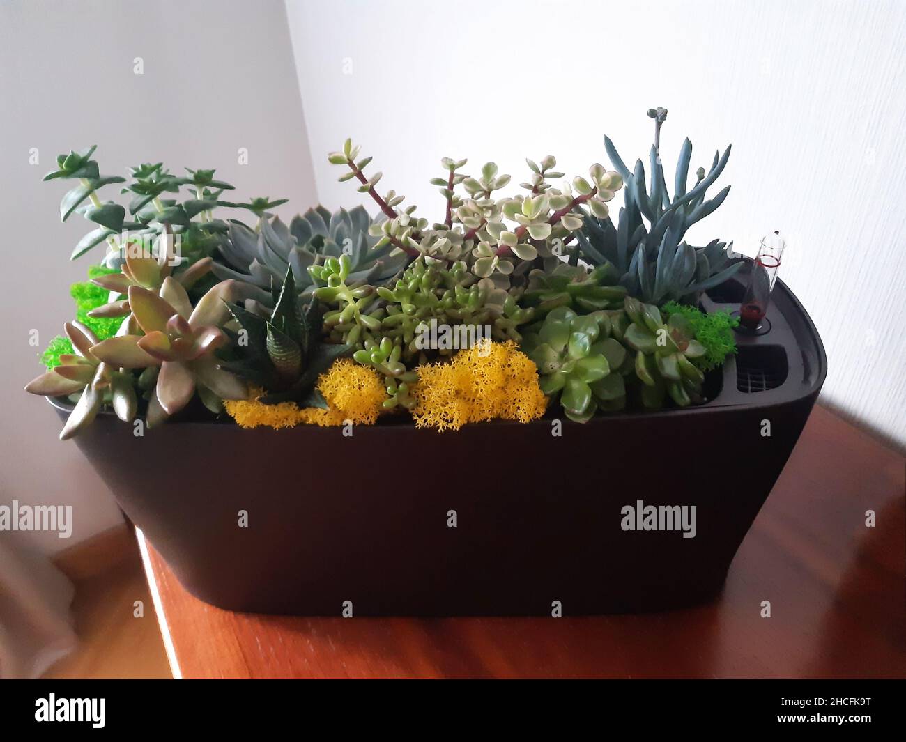 Large flower pot with different types and shapes of decorative indoor ...
