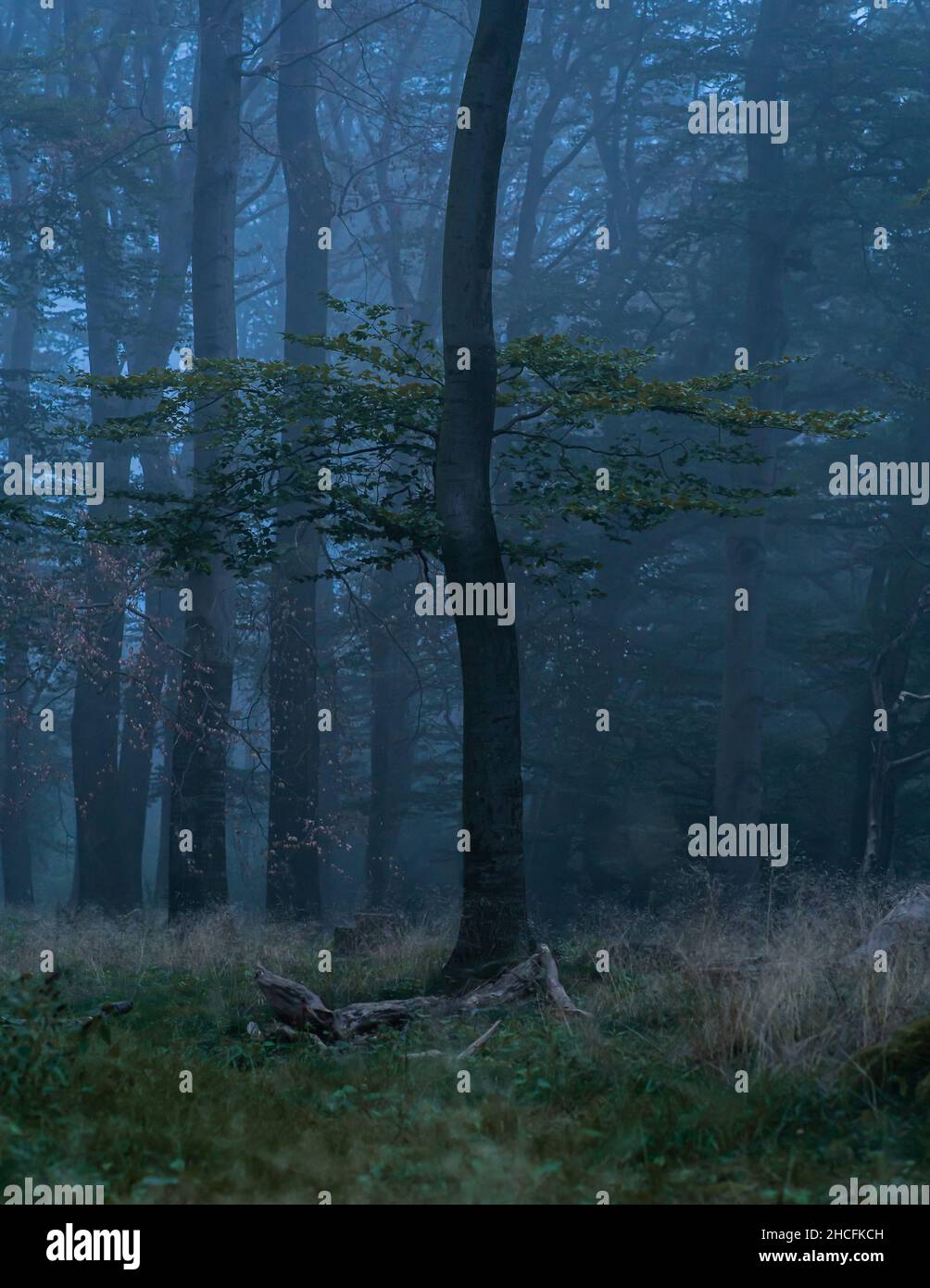 Vertical shot trees in a foggy forest Stock Photo - Alamy