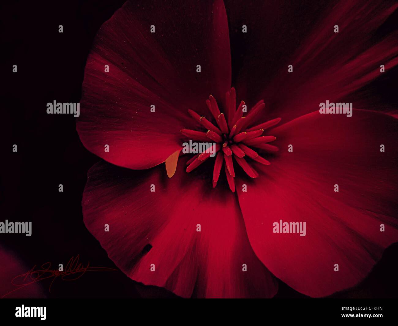 Red blood flower hi-res stock photography and images - Alamy