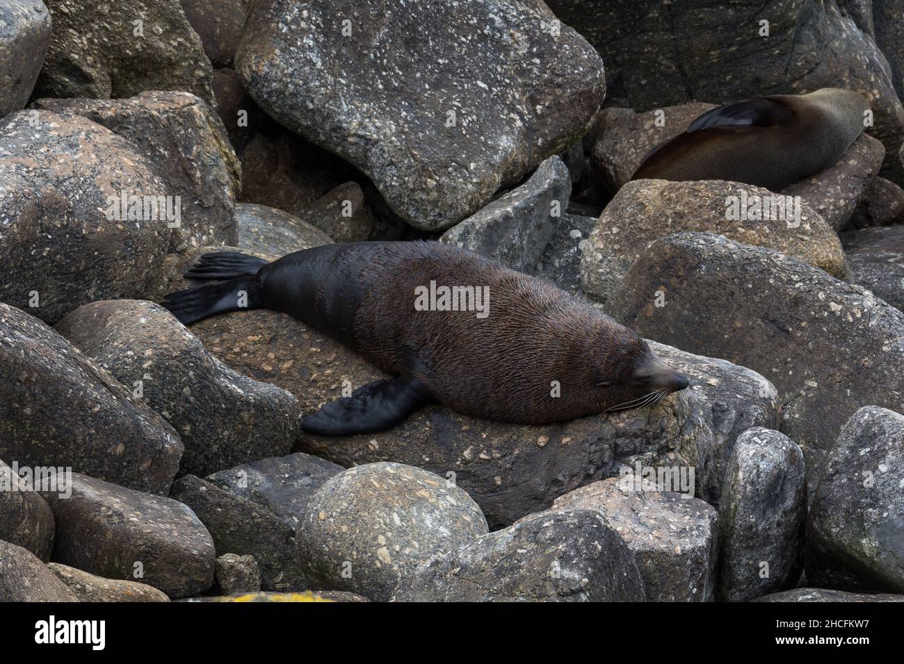 New zealand seals hi-res stock photography and images - Alamy