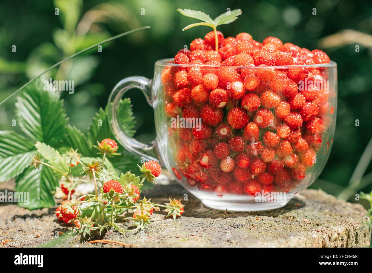 Fresh ripe juicy peeled small wild strawberries with green leaf in big ...
