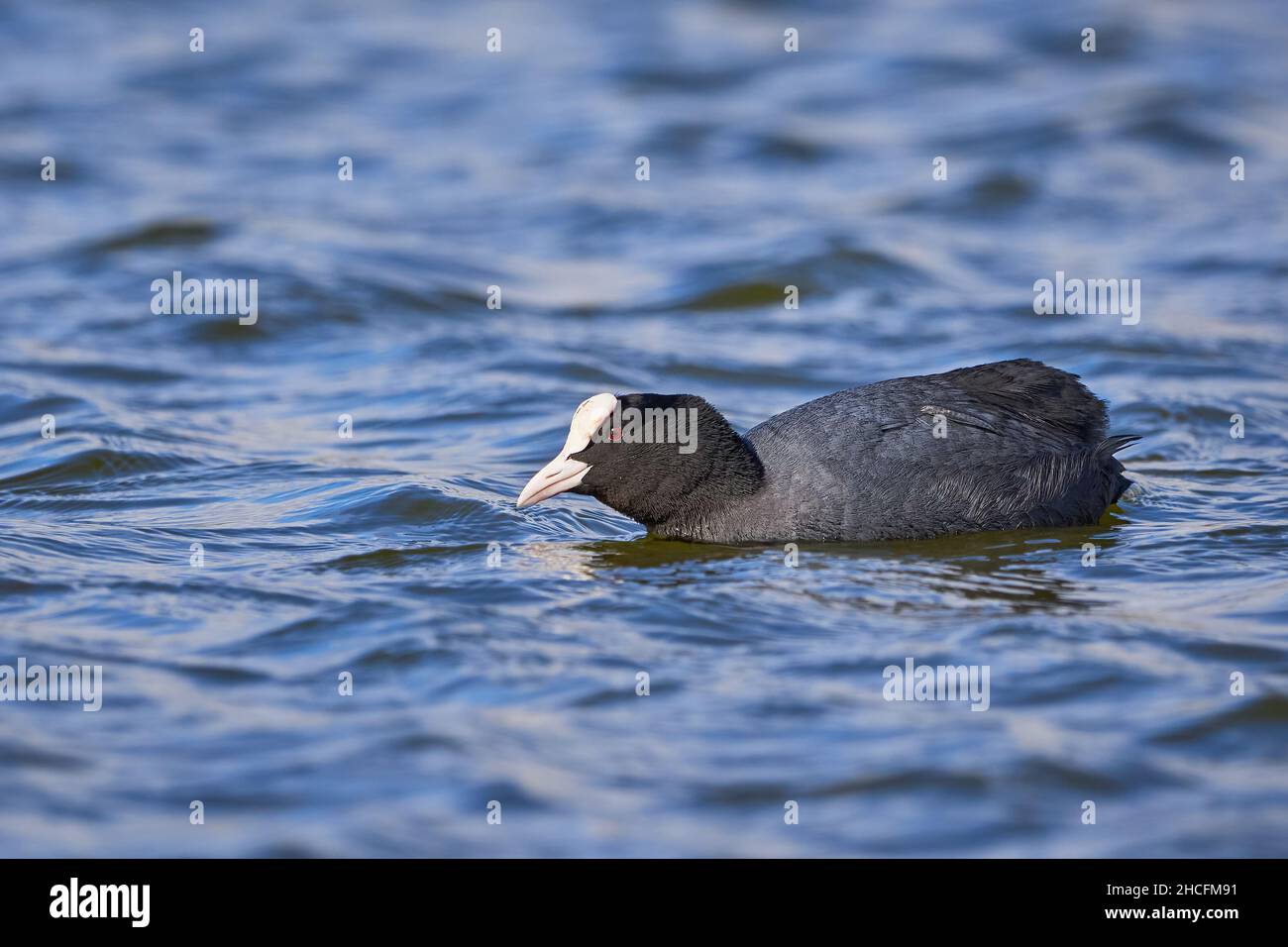 Beautiful coot in pond hi-res stock photography and images - Alamy