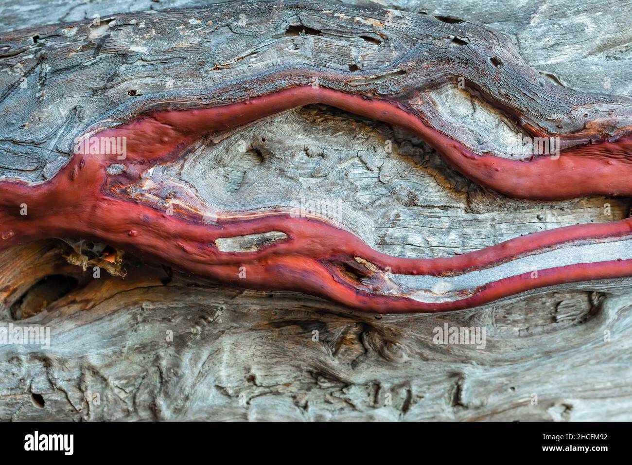 Big Berried Manzanita, Manzanita glauca, in the chaparral of Pinnacles ...