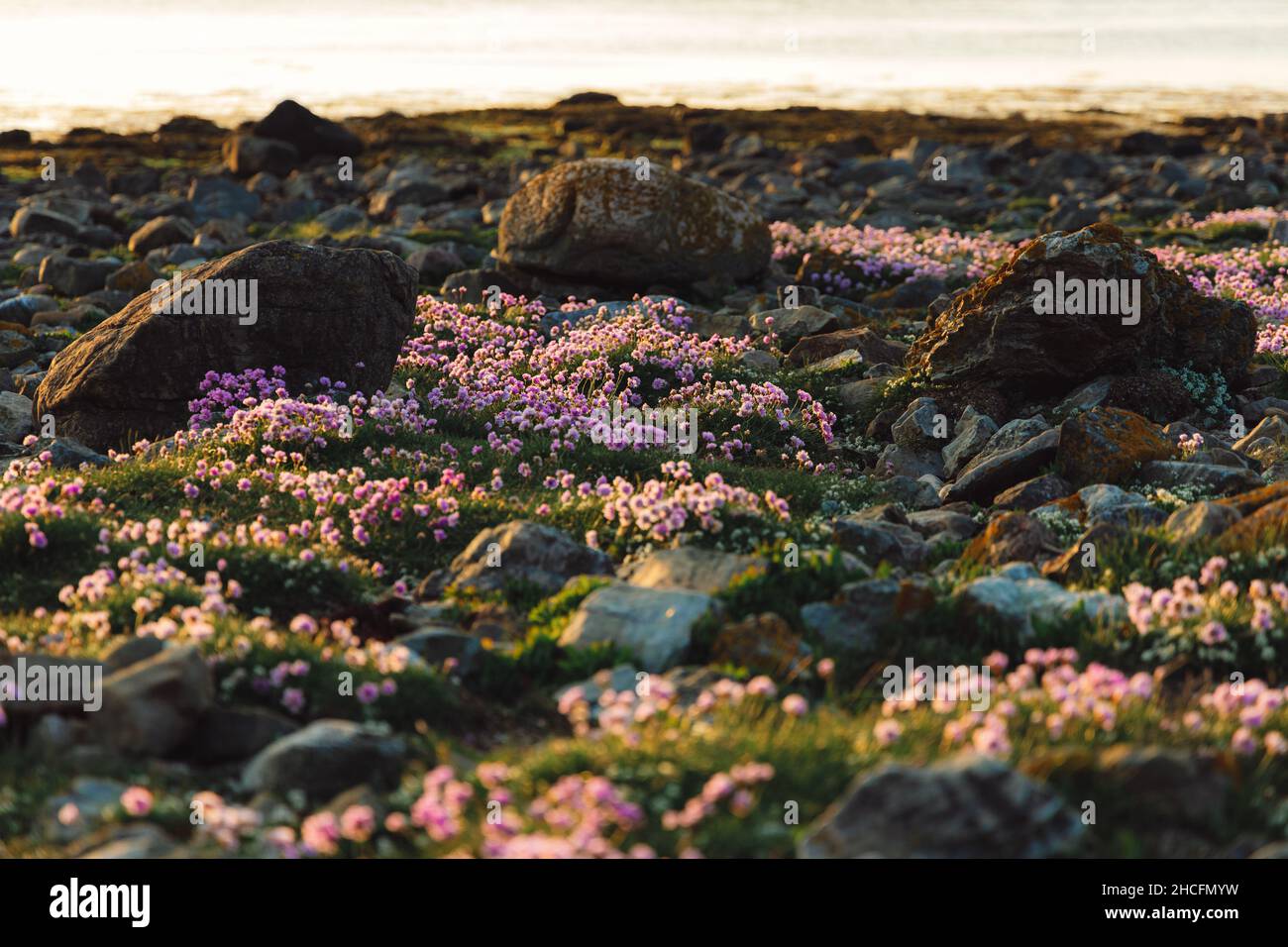 Armeria maritima "Armada Rose" Strandtrift at Torekov's rocky shoreline ...