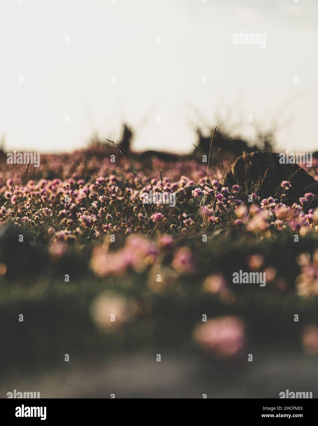 Torekov sweden hi-res stock photography and images - Alamy