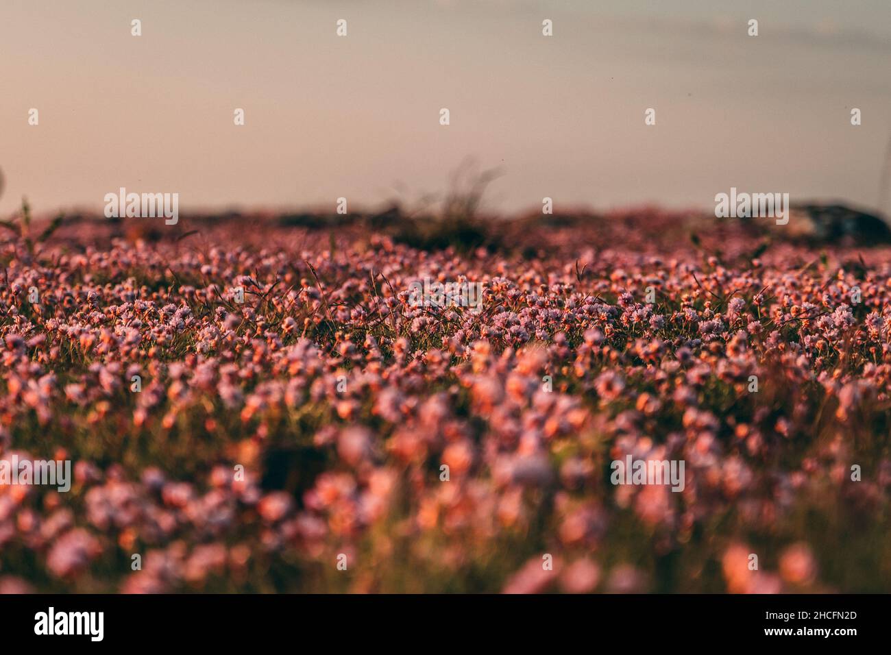 Torekov sweden hi-res stock photography and images - Alamy