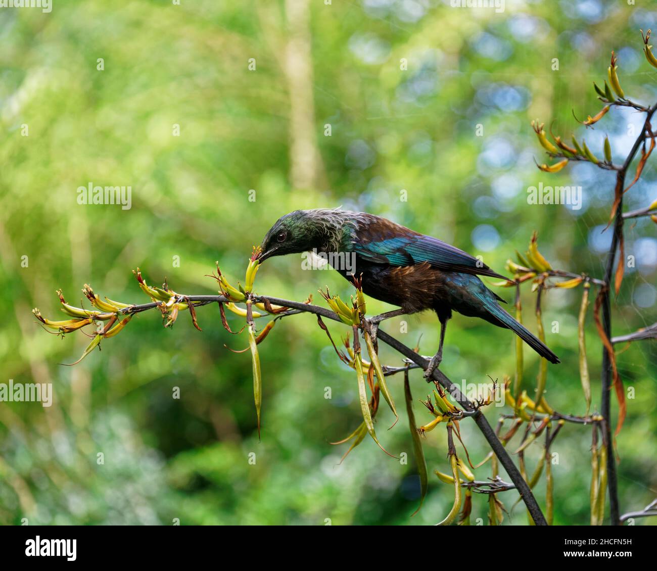 New zealand birds hi-res stock photography and images - Alamy