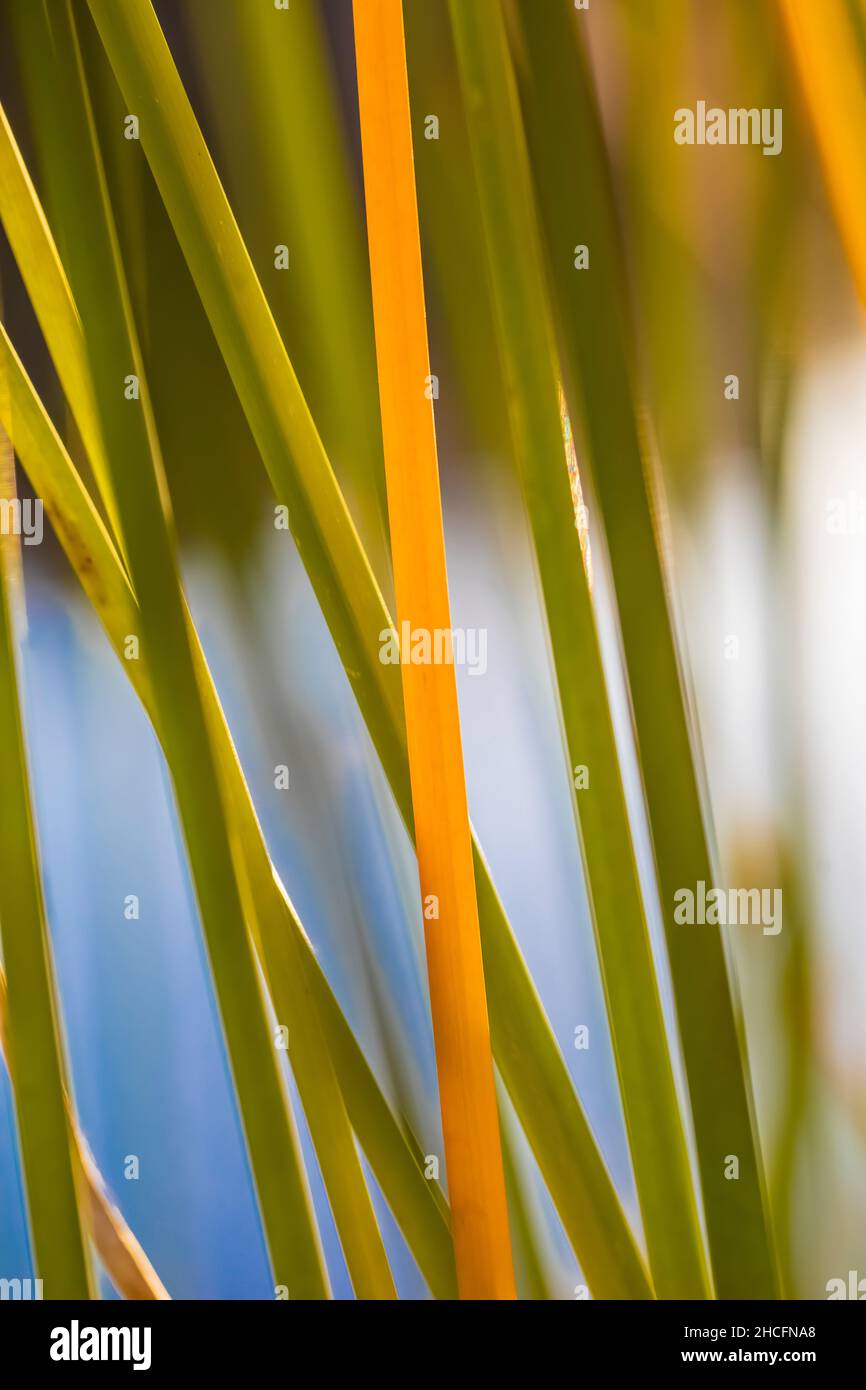 Reeds in Bear Gulch Reservoir, built by the CCC, in Pinnacles National ...
