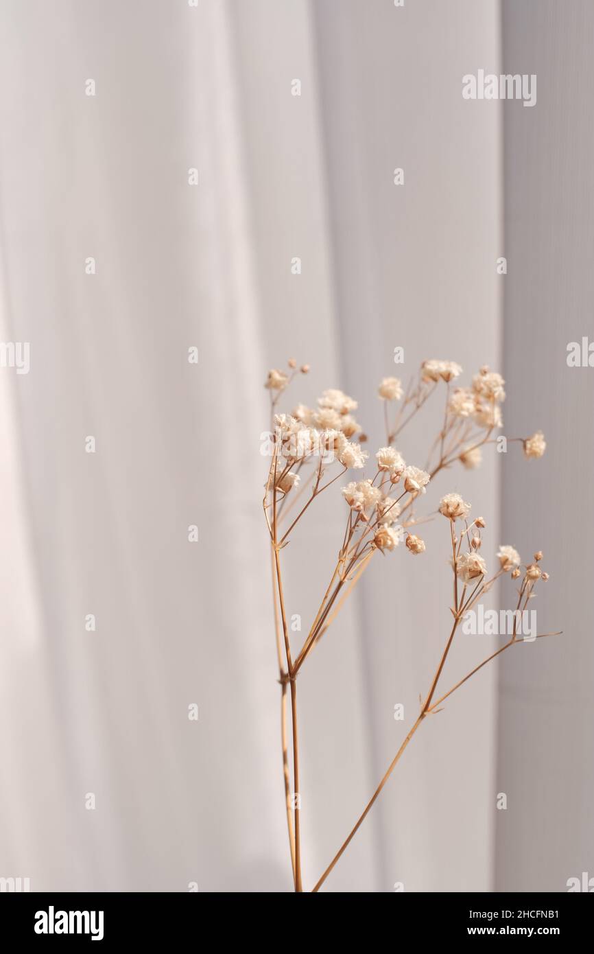 Dry aesthetic decorative flower element Stock Photo - Alamy