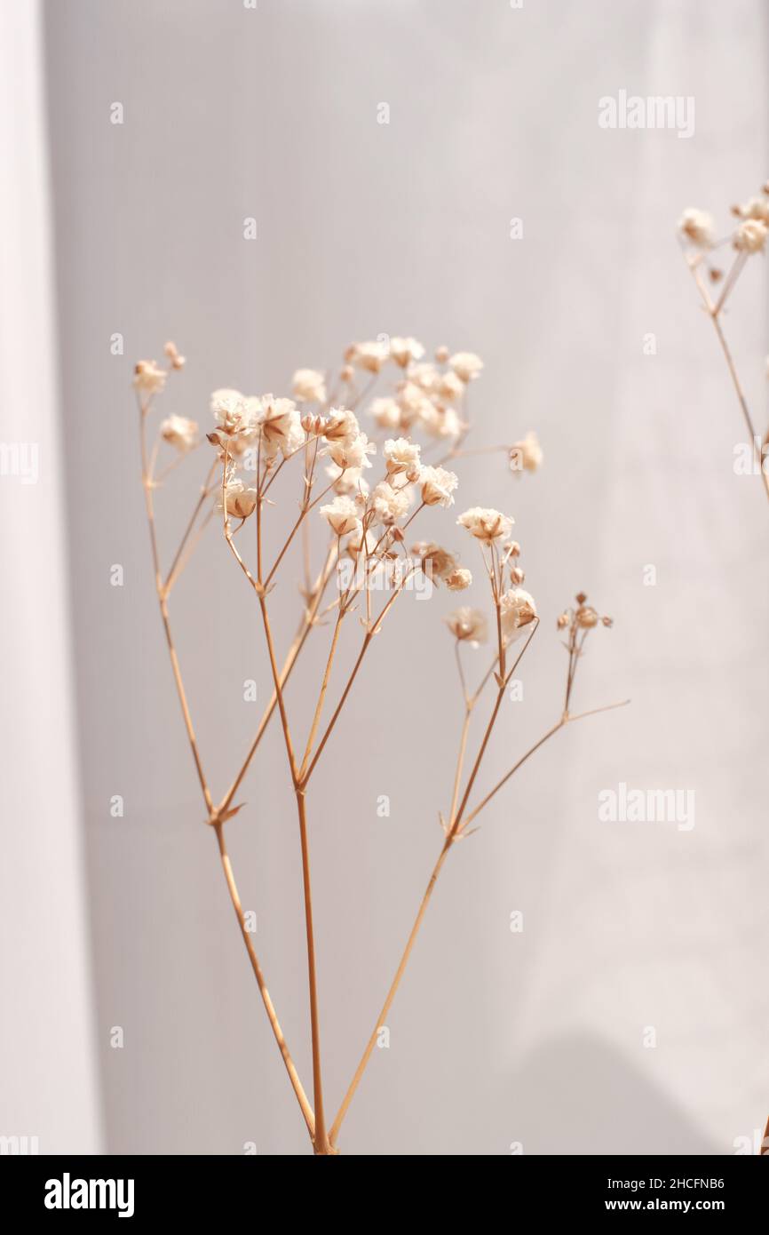 Dry aesthetic decorative flower element Stock Photo - Alamy