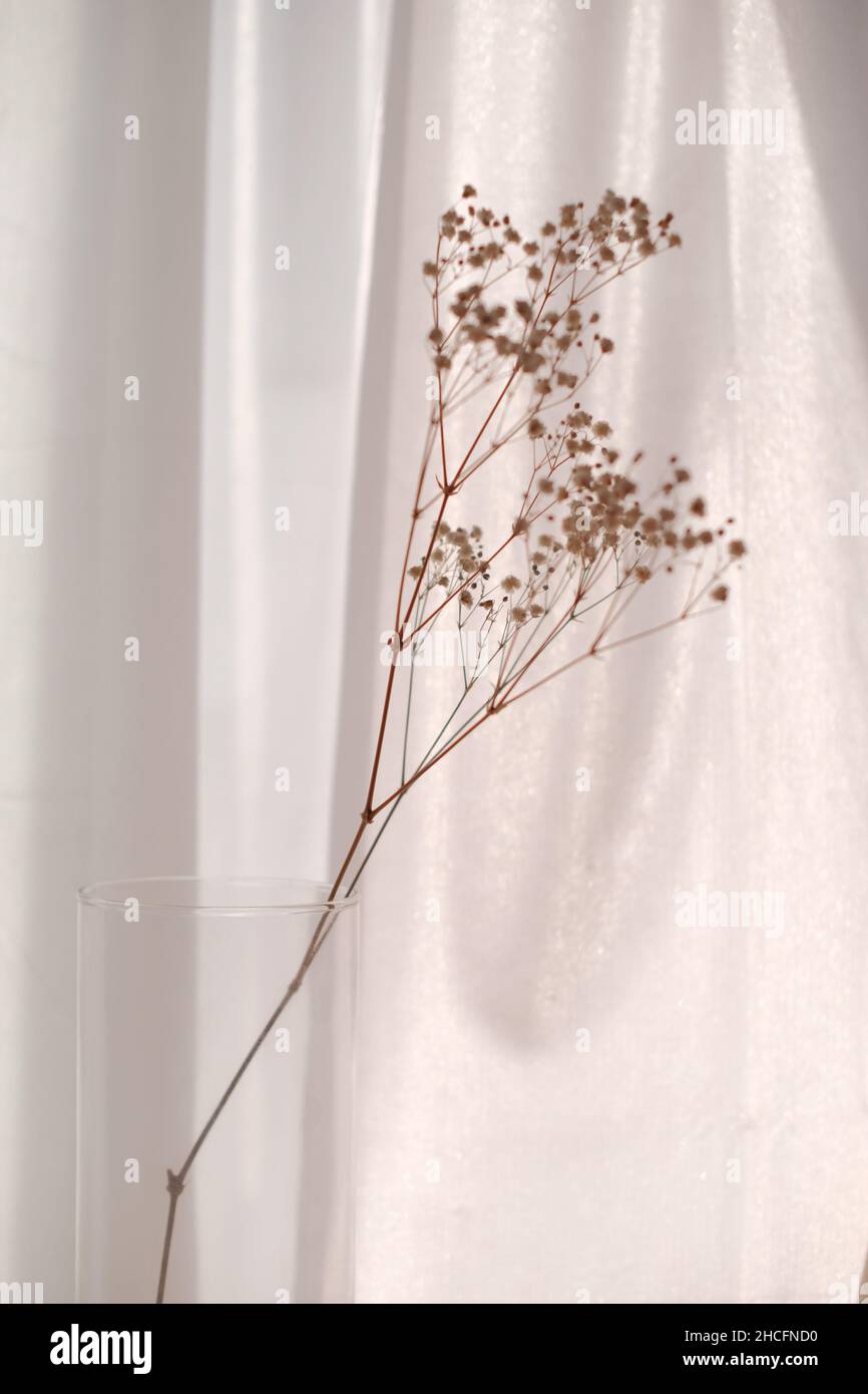 Dry aesthetic decorative flower element Stock Photo - Alamy