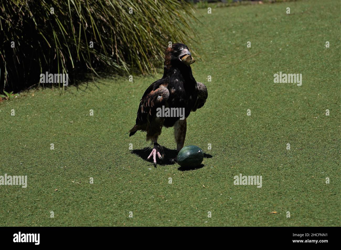 Black breasted buzzard cracking an egg hi-res stock photography and ...