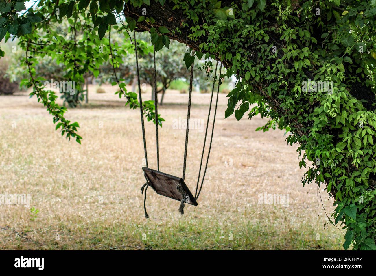 Closeup of a seesaw hanging on a tree covered with green leaves in a fi ...