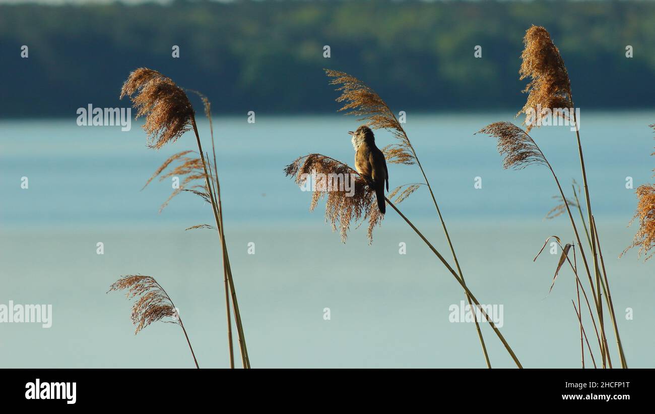 Acrocephalus warbler bird perched on a reed on the lakeside Stock Photo ...