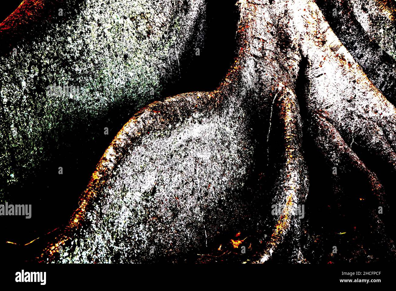 Interesting tree roots hi-res stock photography and images - Alamy