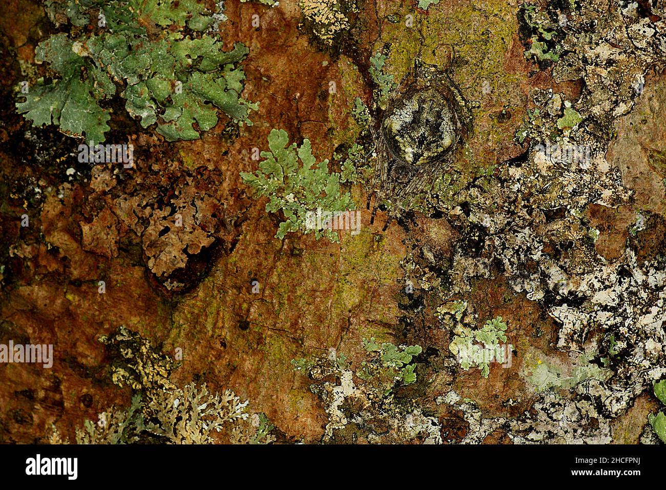 Knobbed orbweaver spider (Eriphora pustulosa) concealed on lichen ...
