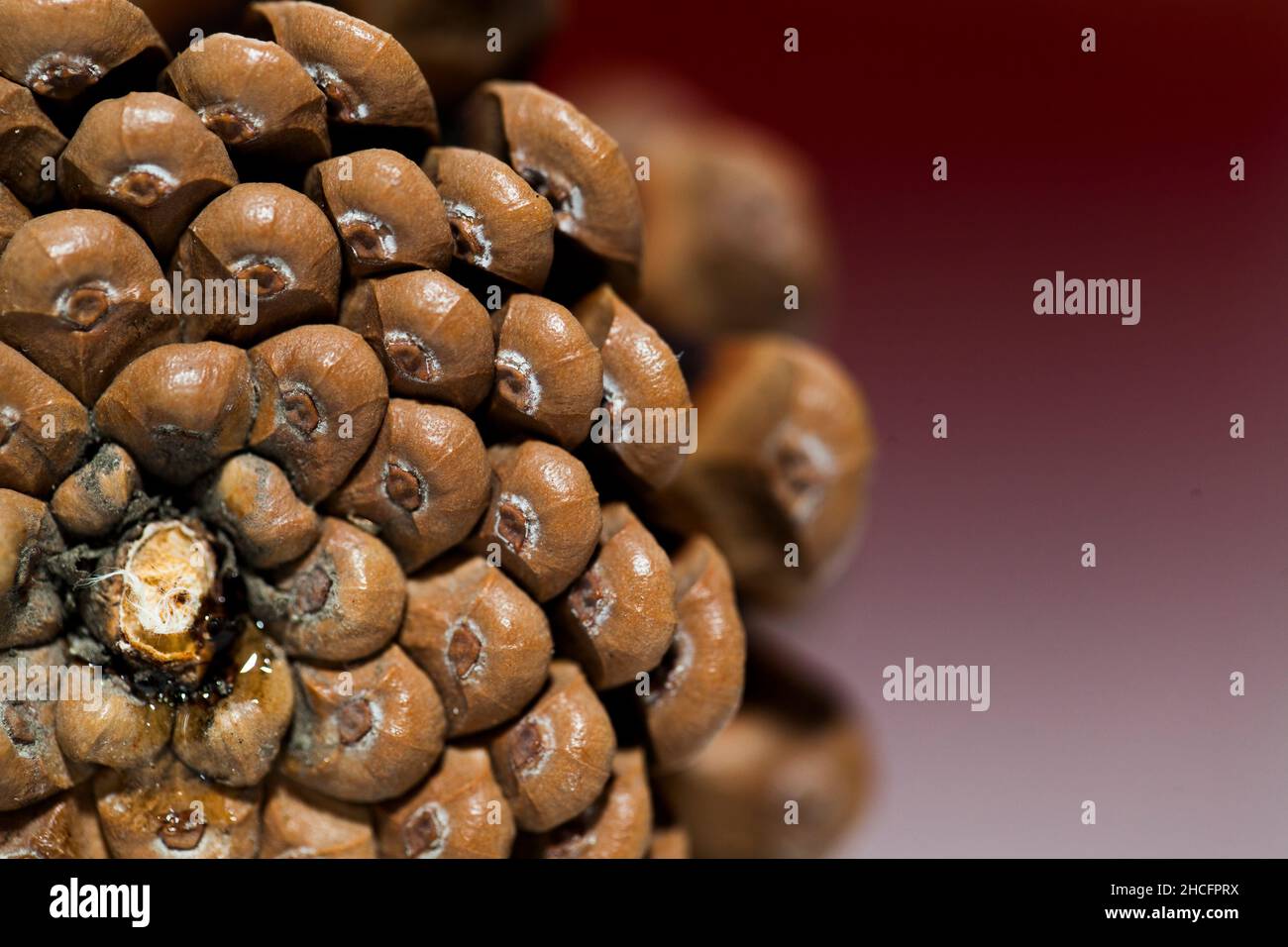 Cone texture hi-res stock photography and images - Alamy