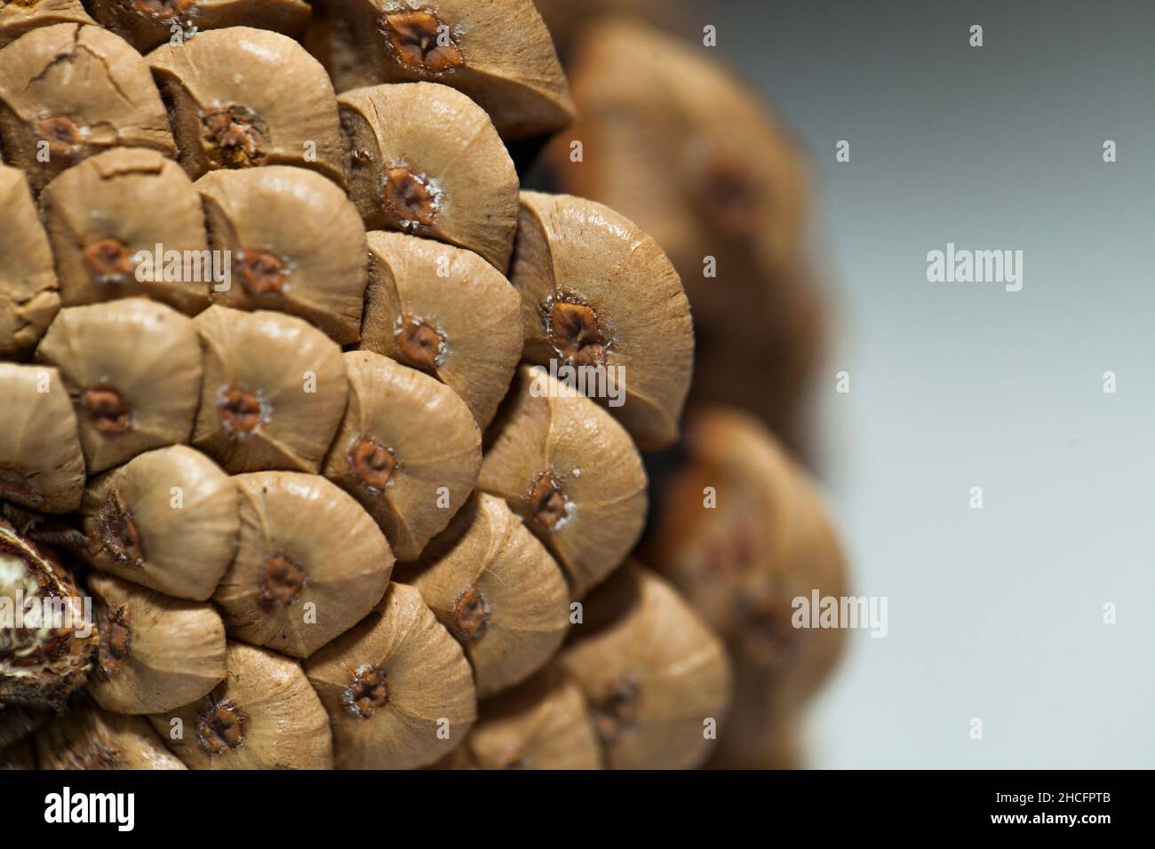 Cone texture hi-res stock photography and images - Alamy