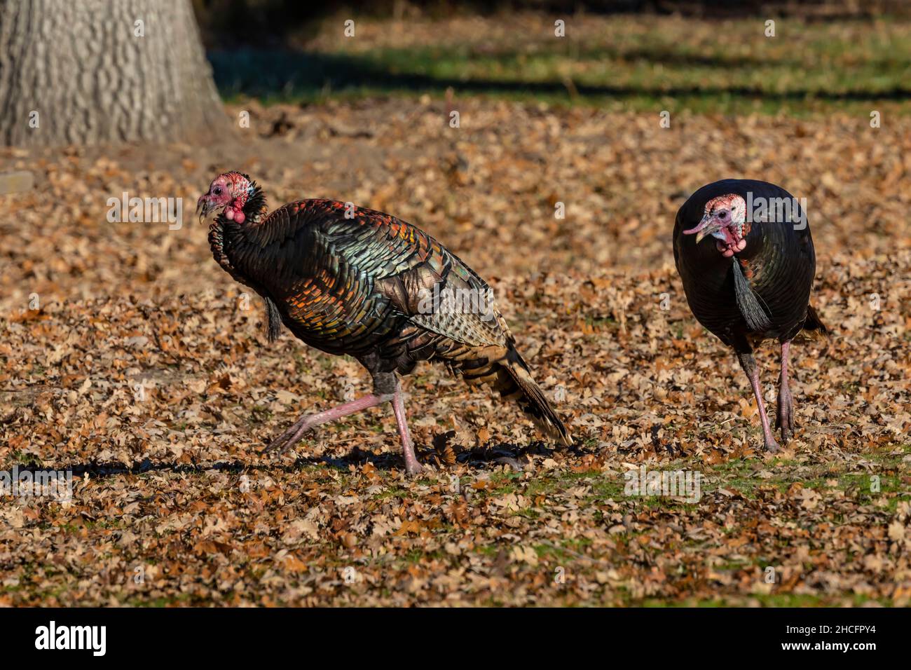 Male Wild Turkies, Meleagris gallopavo, fighting in Pinnacles National ...