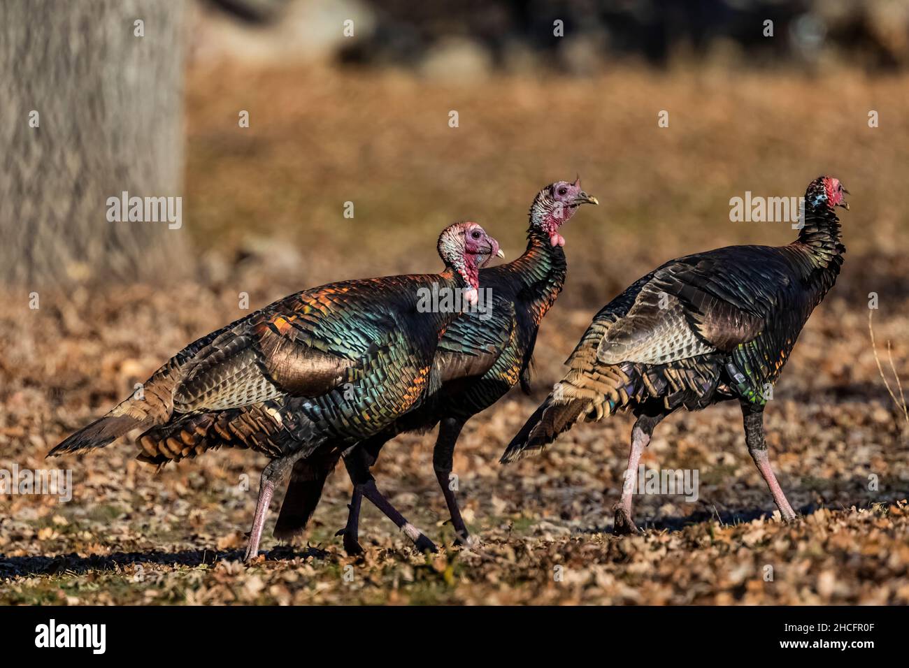 Male Wild Turkies, Meleagris gallopavo, in a group in Pinnacles ...