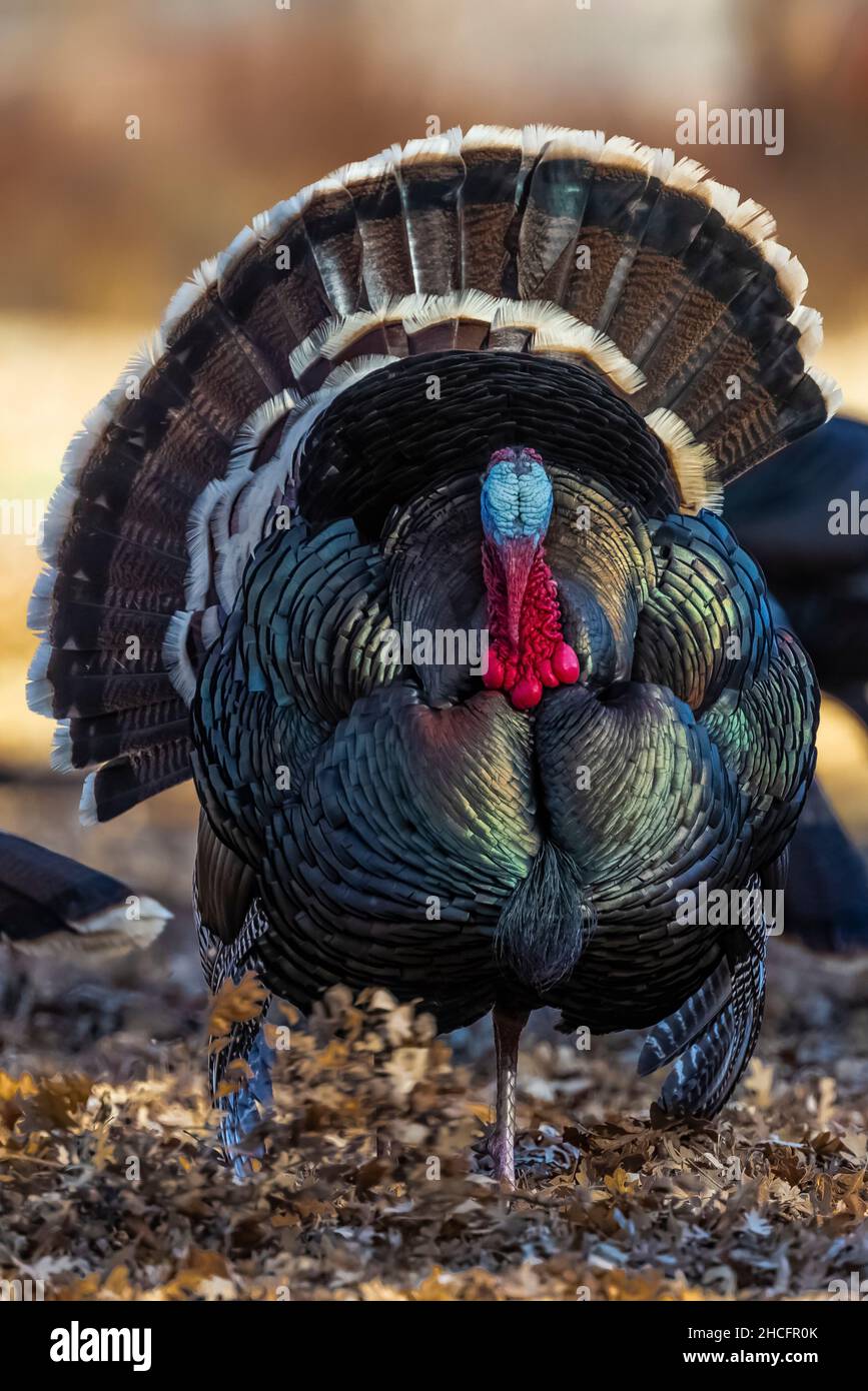 Male Wild Turkey, Meleagris gallopavo, strutting and displaying to ...