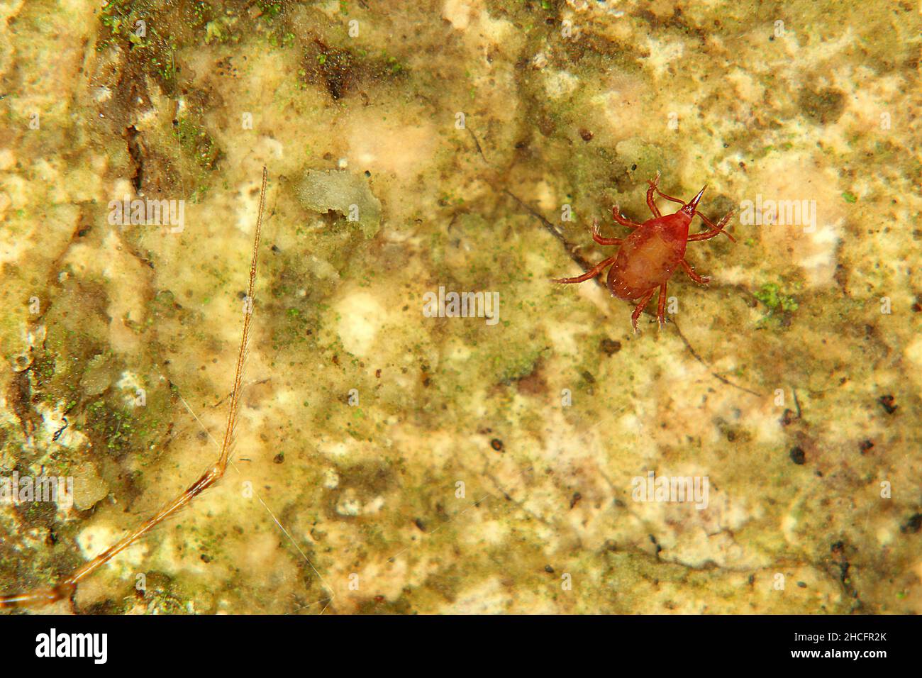 Predatory mite hi-res stock photography and images - Alamy