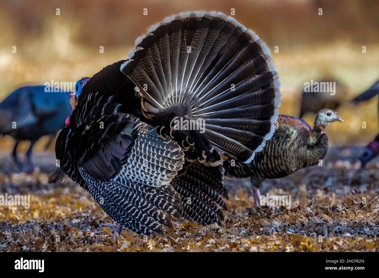 Male Wild Turkey, Meleagris gallopavo, strutting and displaying to ...