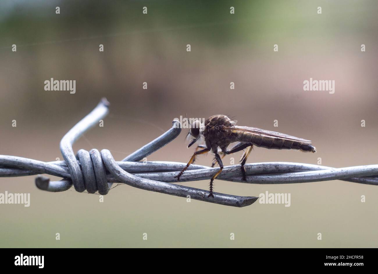 Selective of an Asilidae insect on a wired fence Stock Photo - Alamy