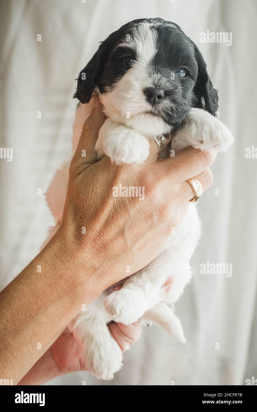 Vertical shot of a hand holding a cute lovely little black and white ...