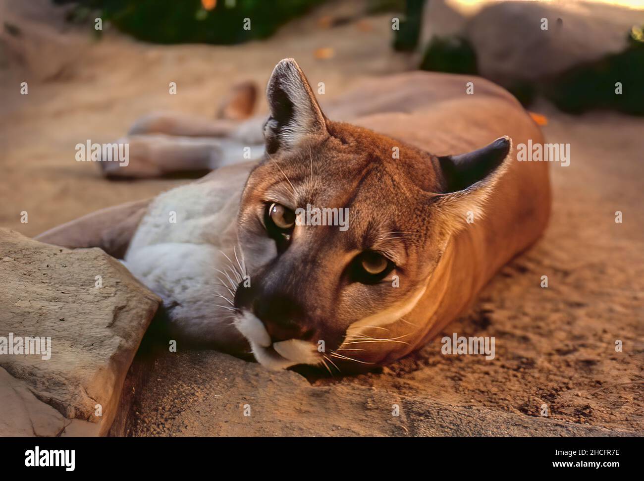 Costa rican cougar hi-res stock photography and images - Alamy
