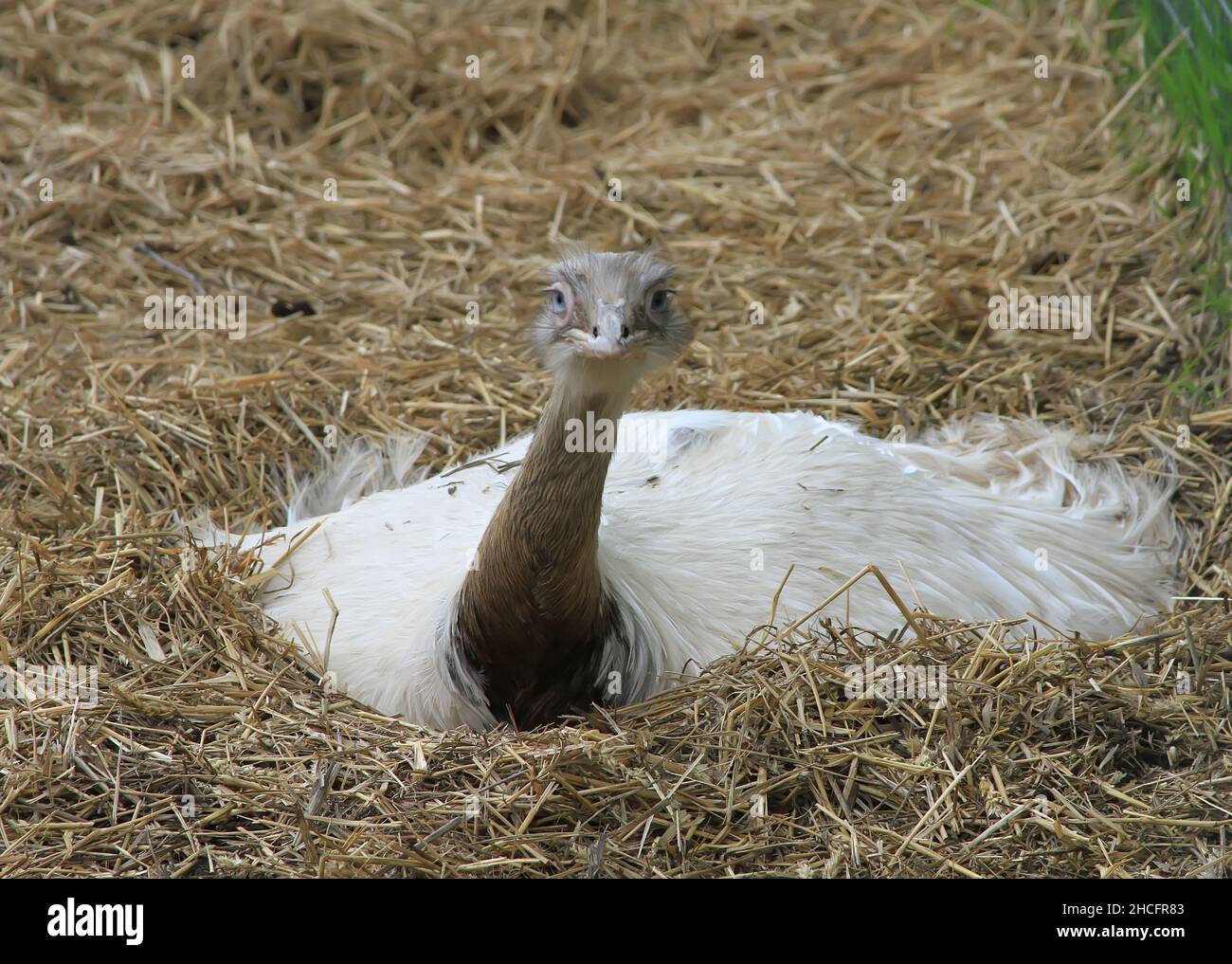 Rhea farm hi-res stock photography and images - Alamy