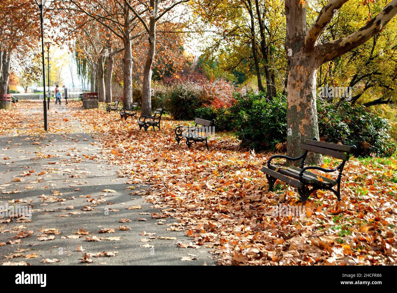 Autumnal park scenery with row wooden benches in the autumn leaves ...