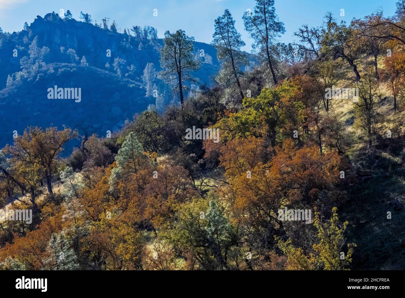 Chaparral in late autumn viewed from Condor Gulch Trail in Pinnacles ...