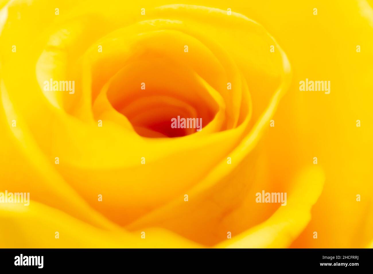 Vibrant yellow petals in focus hi-res stock photography and images - Alamy