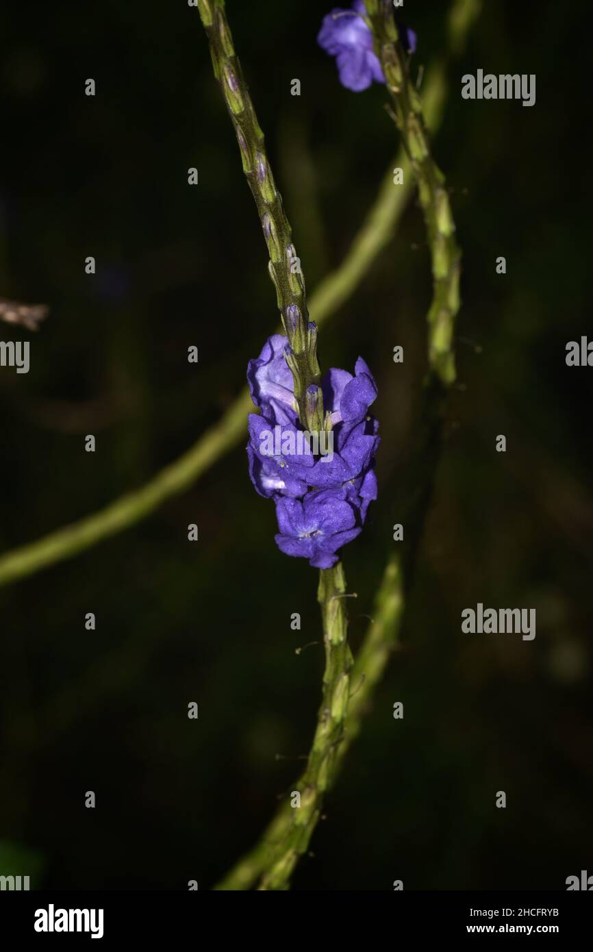 Stachytarpheta jamaicensis commonly known as blue porterweed. Photo was ...