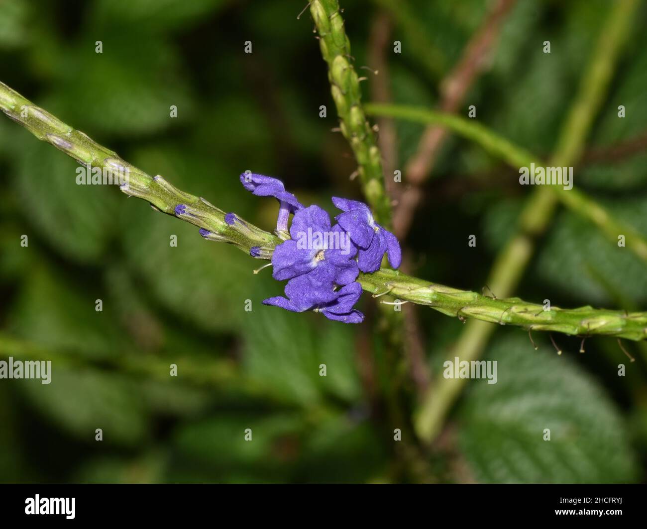 Stachytarpheta jamaicensis commonly known as blue porterweed. Photo was ...