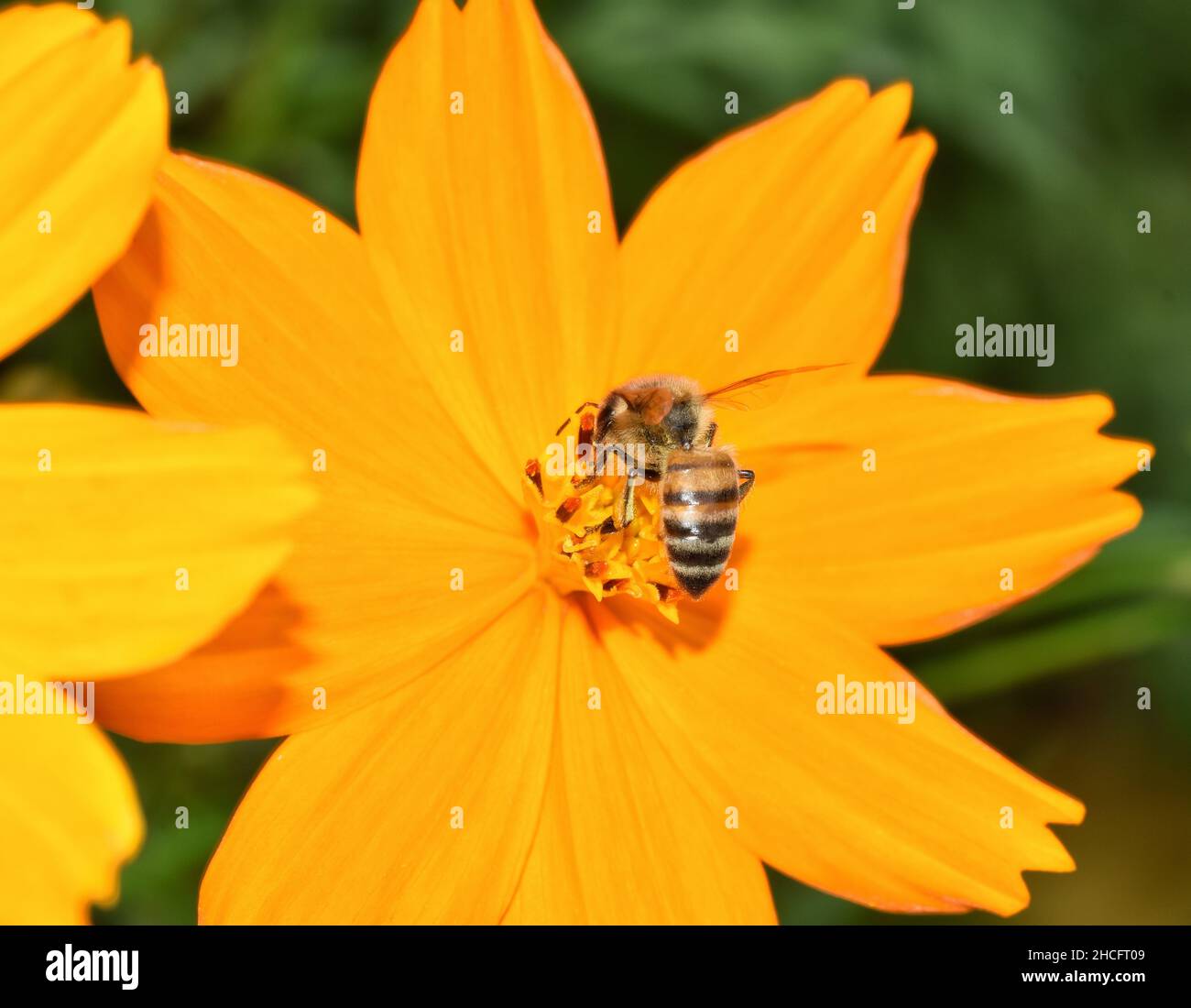 Save the bees hi-res stock photography and images - Alamy