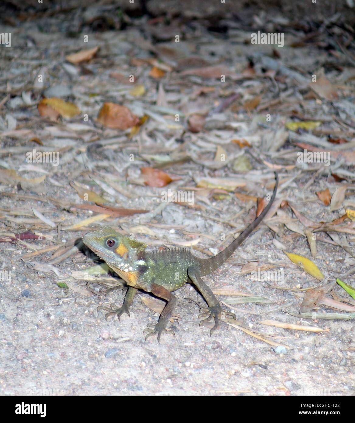 Paluma range national park hi-res stock photography and images - Alamy
