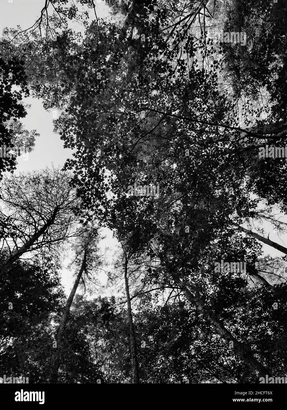 Vertical low angle shot of grayscale trees' silhouettes in the ...