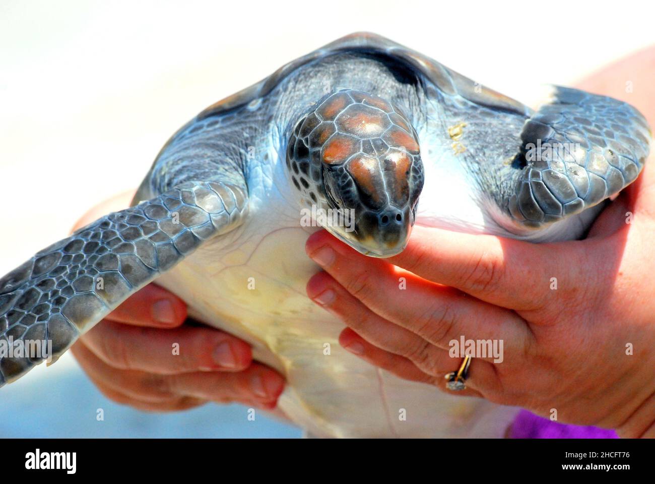 Female green sea turtle hi-res stock photography and images - Alamy