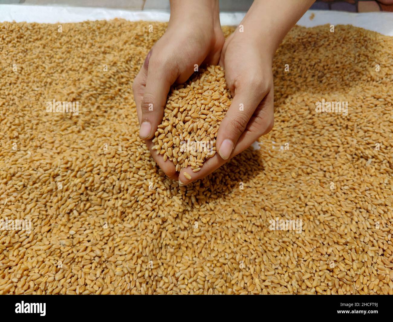 Stock photo of a women hand holding wheat grains in her hand and poring ...