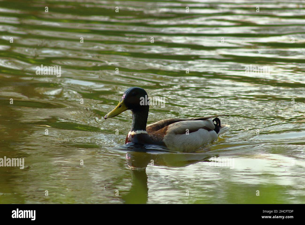 Mallard duck floating in the lake in its natural habitat in spring ...